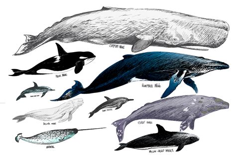 Разновидность китов купить постер в Москве в интернет магазине «ПростоПостер