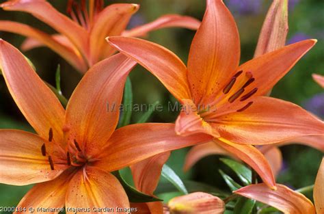 Marianne Majerus Garden Images