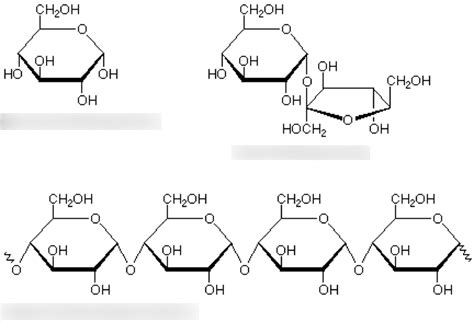 Diagram Of Macromolecule Structure Structure And Function Of
