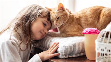 Why Does My Cat Headbutt Me Kitty Behaviors Explained