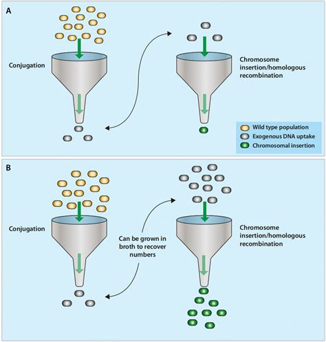 Bottlenecking Effect Only A Small Number Of The Initial Recipient Download Scientific Diagram