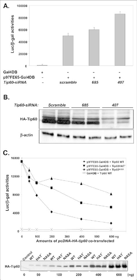 Tip60 Negatively Regulates Transactivation Mediated By P97fe65 Gal4db