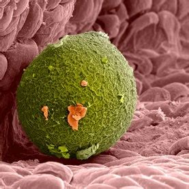 First Road Map Of Human Sex Cell Development Scientific American