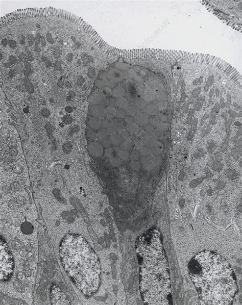 Tem Of Goblet And Secretory Cells In Duodenum Stock Image P520 0106 Science Photo Library
