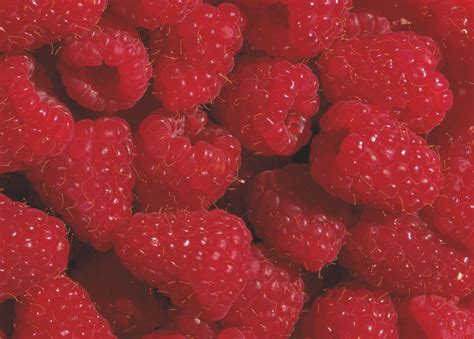 How To Control Bugs And Worms In Raspberries