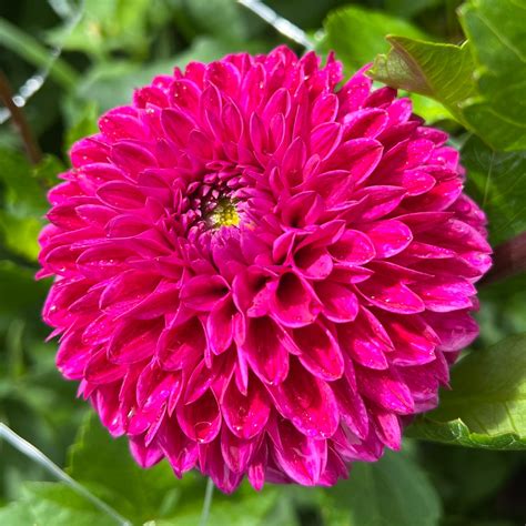 Marys Jomanda White Fawn Farm