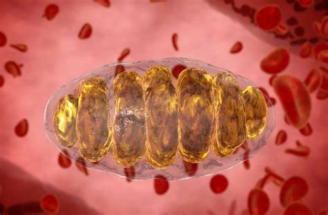 Mitochondrial Dysfunction Center For New Medicine