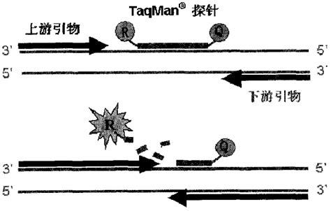 Salmonella Shigella Dual Fluorescent Pcr Detection Kit Eureka Patsnap Develop Intelligence