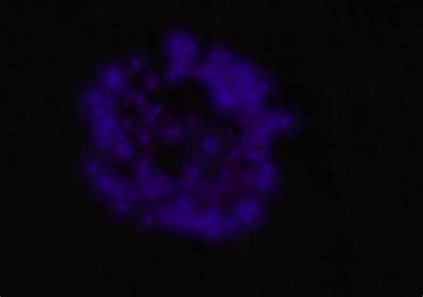 Second Life Marketplace Mw Particle Pack Full Perms Scripts Emitter Emitters Flashing Effects Pack