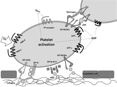 Figure 11 From The Role Of Coagulation Factor Xii In Fibrin Clot