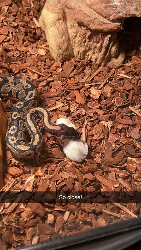 Small Python Rballpython