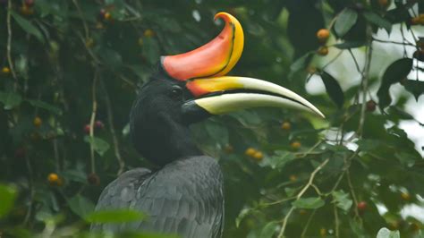 Nasib Pilu Burung Rangkong Si Eksotis Yang Setia