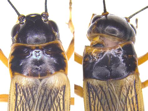 Insect Molecular Biology Wiley Online Library