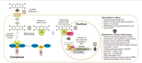 Figure 1 From Effects Of Dioxins On Animal Spermatogenesis A State Of