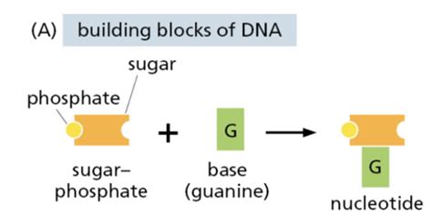 Dna Flashcards Quizlet