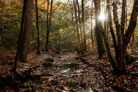 Community Forests International Home