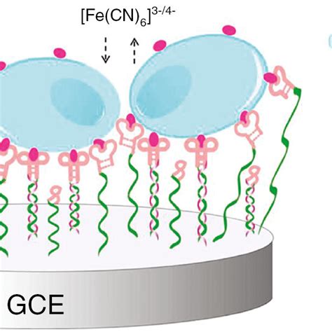 Scheme Of The Dual Aptamer Modified Electrode Interface For Specific Download Scientific