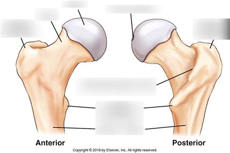 Proximal Femur Diagram Quizlet