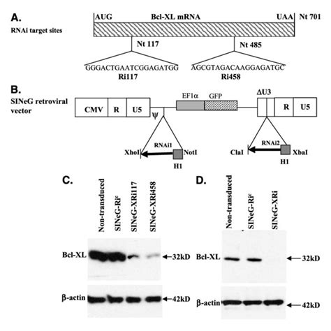 Genetic Inactivation Of Bcl Xl Expression In Pancreatic Cancer Cells Download Scientific