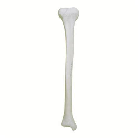 Tibia Unlabeled