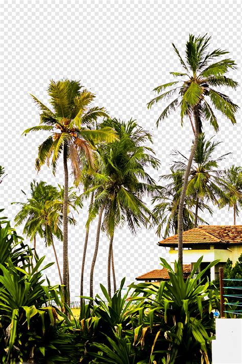 코코넛 나무 Png Pngwing