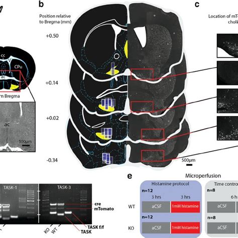 Electrophysiological Recordings In Freely Behaving Mice A Example 165 Download Scientific