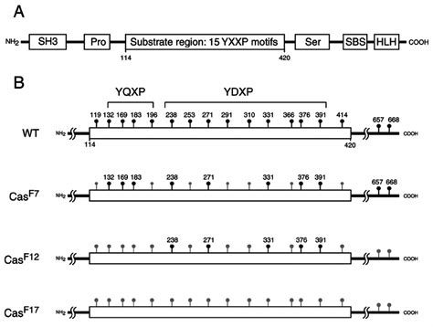 Schematic Representation Of Wild Type And Mutant Cas Proteins