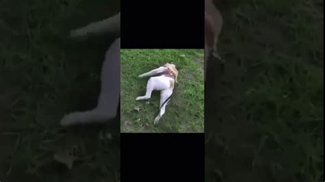 The Dog With No Neck Meme Of The Week Youtube