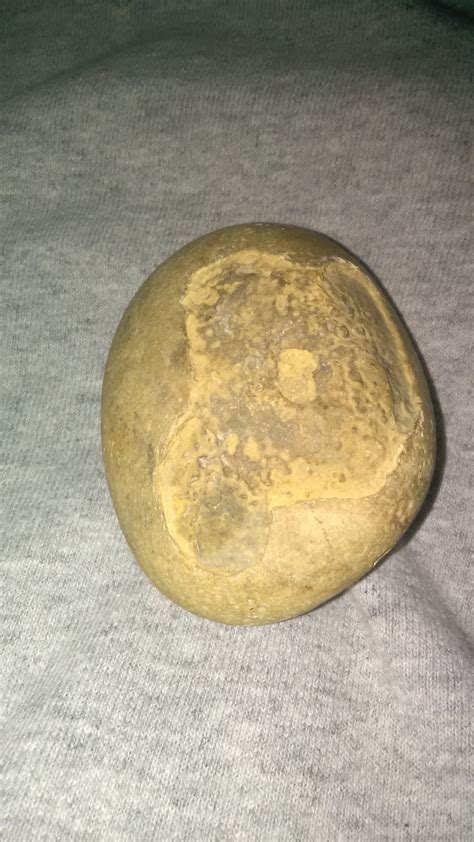 Fossilized Egg Fossil Id The Fossil Forum