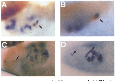 Figure 2 From Direct Regulation Of Rhodopsin 1 By Pax 6 Eyeless In Drosophila Evidence For A