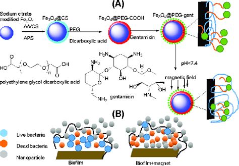 Schematic Diagram Of A Fe 3 O 4 Peg Gent Nanoparticle Formation B Download Scientific