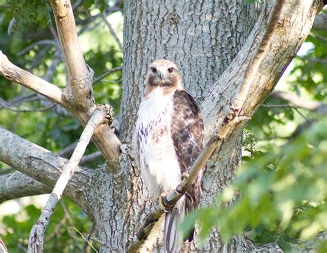 Hawk Alert Photograph By Amy Holmes Fine Art America