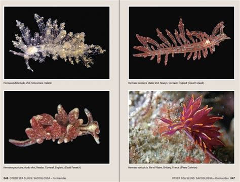 Nudibranchs Of Britain Ireland And Northwest Europe Veldshop