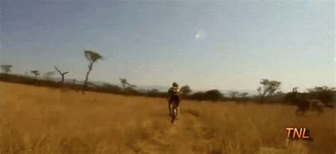 Deer Tackle  Deer Tackle Attack Discover And Share S