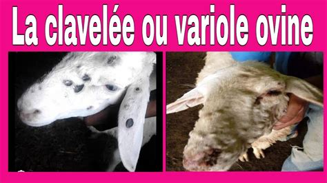 La Clavelée Variole Ovine Youtube