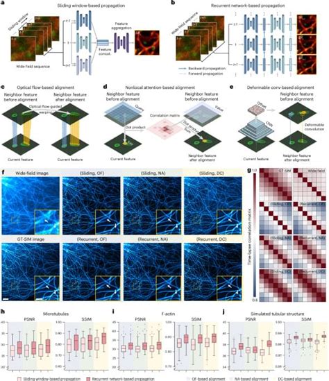 A Neural Network For Long Term Super Resolution Imaging Of Live Cells With Reliable Confidence