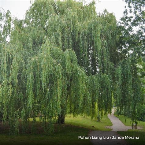 Jual Pohon Liang Liu Janda Merana Harga Terjangkau Untuk Proyek
