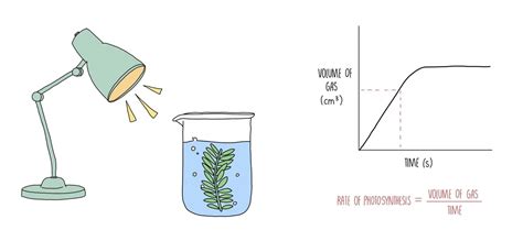 Photosynthesis Ocr — The Science Sauce