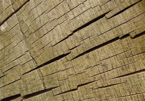Free Cut Tree Trunk Texture
