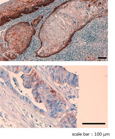 Anti Cd44v6 Monoclonal Antibody C44mab 9・013 29031 Detail