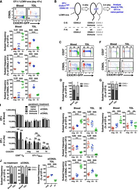 The Chemokine Receptor Cx3cr1 Defines Three Antigen Experienced Cd8 T