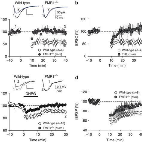Daniela Neuhofer Phd Medical University Of South Carolina Charleston Musc Neuroscience