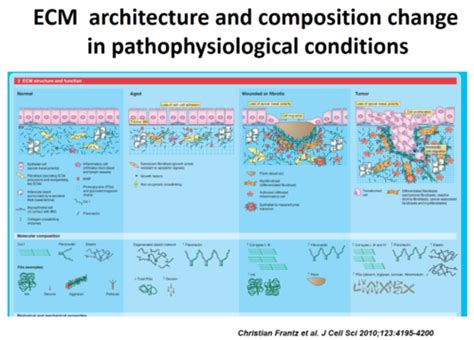 Ecm Adhesion Receptors Flashcards Quizlet
