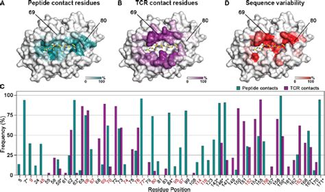 Contiguous Molecular Surfaces Defined By Polymorphic Hla Residues Download Scientific Diagram