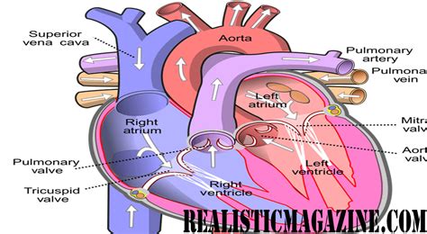 Sistem Kardiovaskular And Tidur Pentingnya Istirahat Bagi Jantung