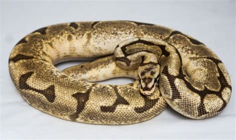 Spider Lucifer Yellow Belly Ball Python By Wild Things Exotic Pets Llc