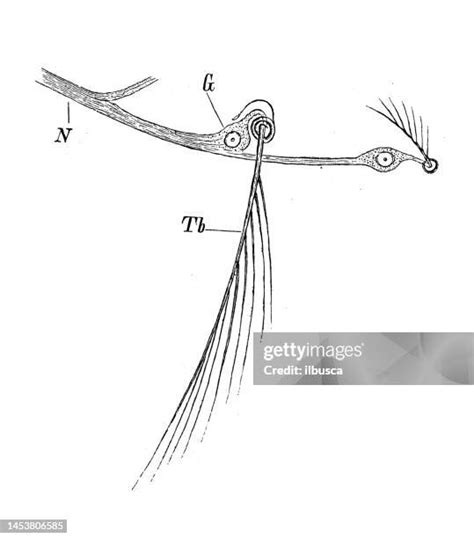 Ganglion Nerve Photos And Premium High Res Pictures Getty Images