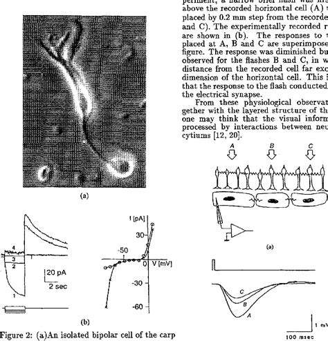 Figure 2 From An Analog Vlsi Which Emulates Biological Vision Semantic Scholar