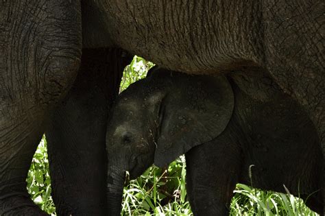 코끼리 아기 아프리카 Pixabay의 무료 사진 Pixabay