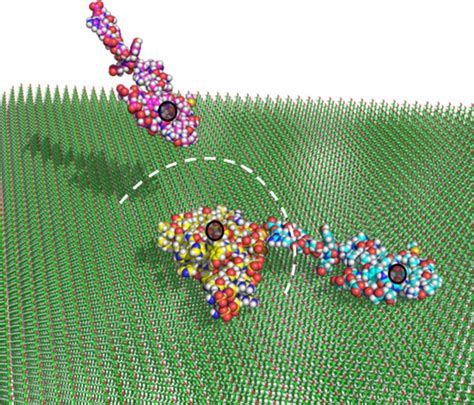 Brownian Dynamics Simulations Of Biomolecular Diffusional Association Processes Muñiz